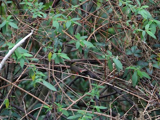 Bugun Liocichla - eBird