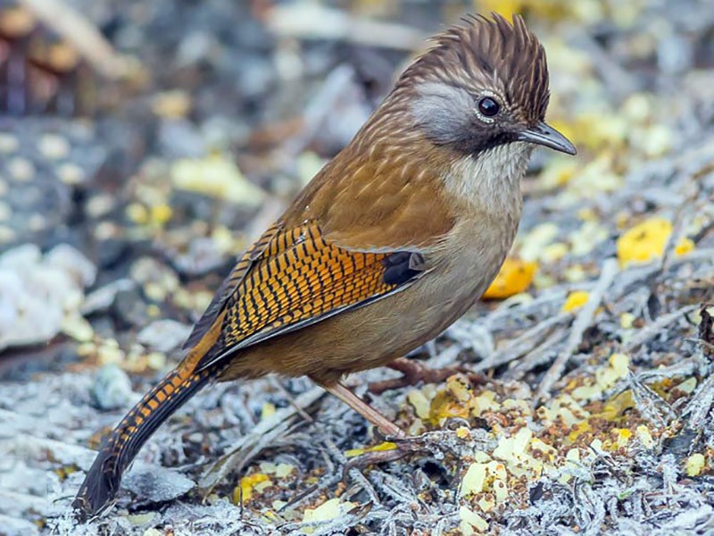 Hoary-throated Barwing - eBird