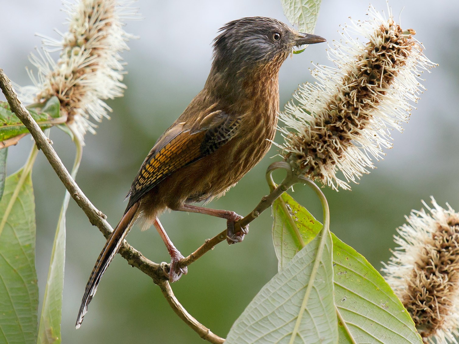 Streak-throated Barwing - eBird