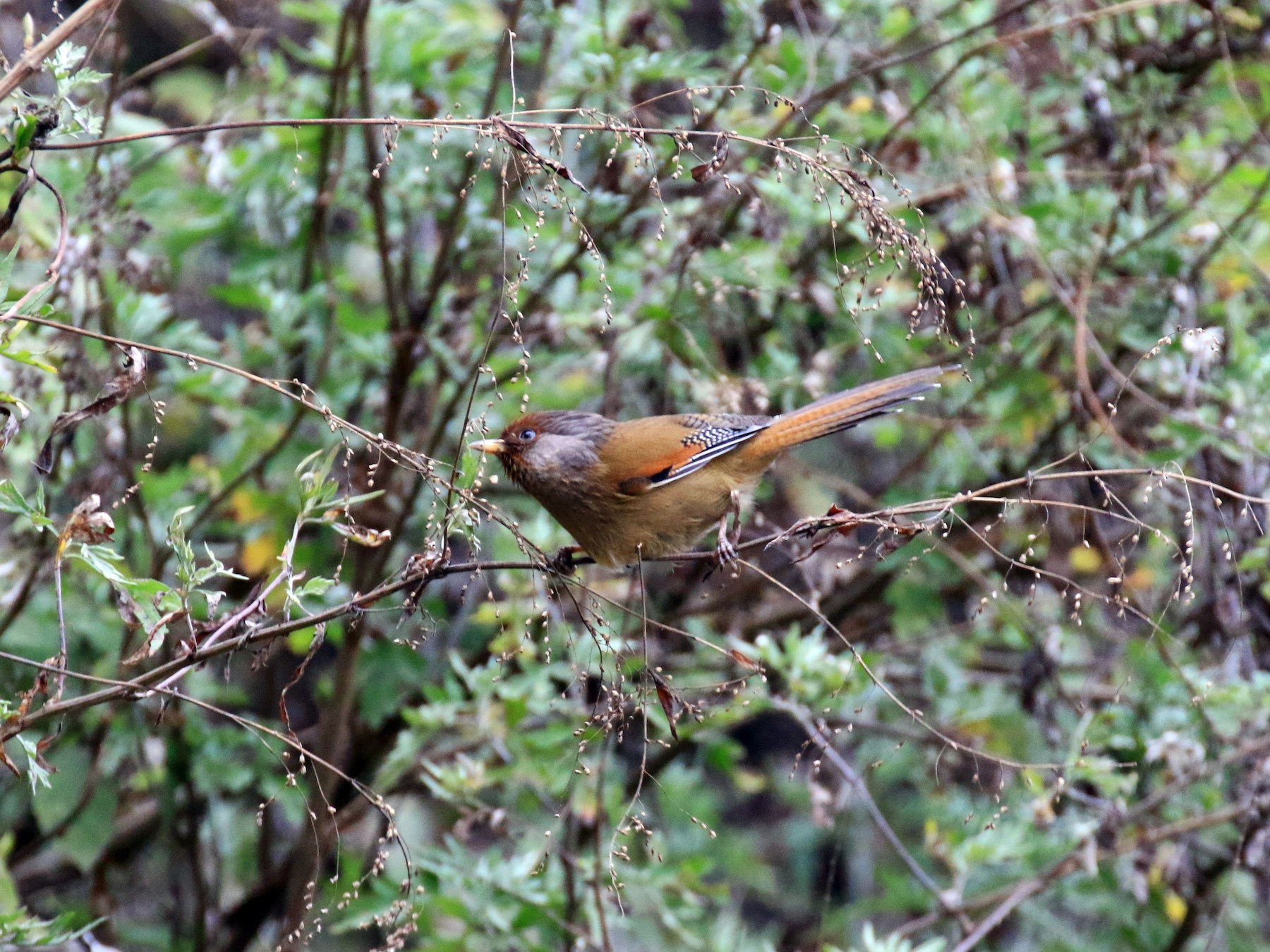 Rusty-fronted Barwing - eBird