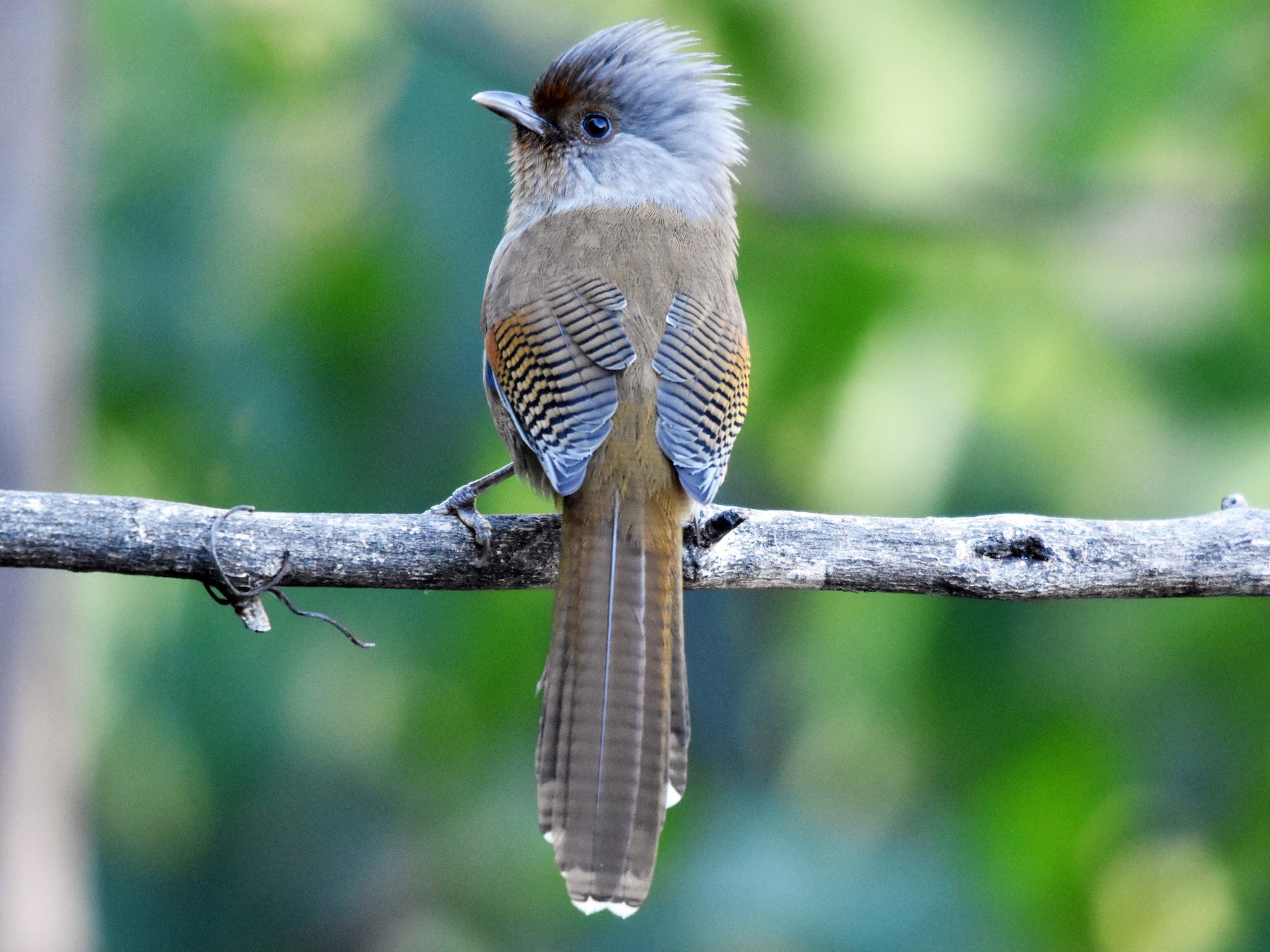 Rusty-fronted Barwing - eBird