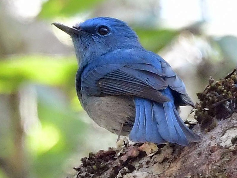 Pale Blue Flycatcher - eBird