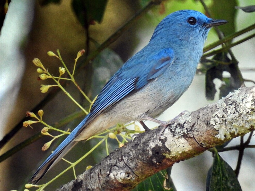 Pale Blue Flycatcher - eBird