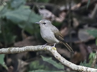 Sikatan biru-muda - eBird