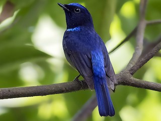 Small Niltava - eBird