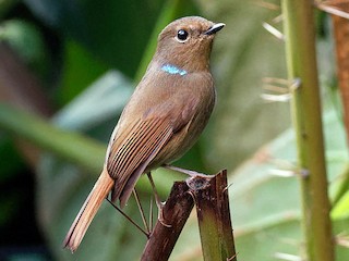 Small Niltava - eBird