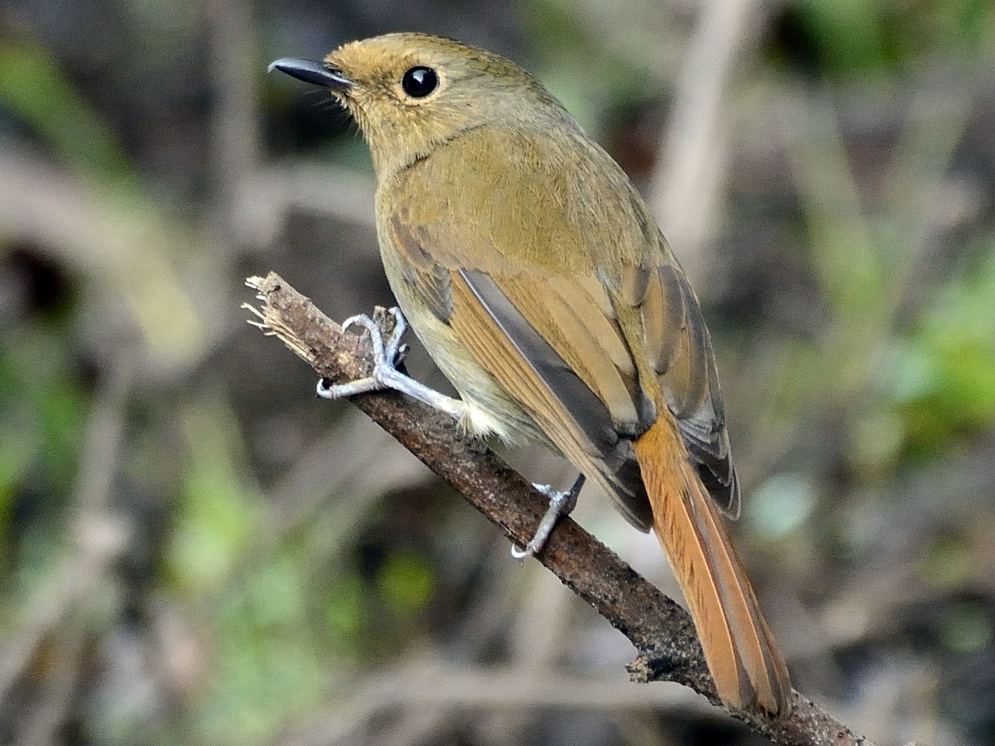 Small Niltava - eBird