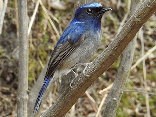 Small Niltava - eBird