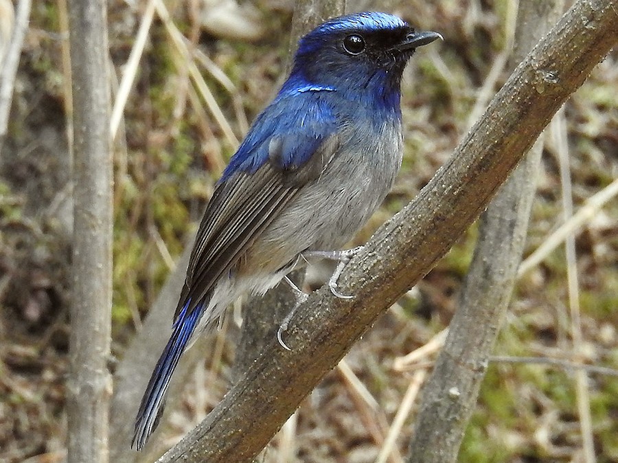 Small Niltava - eBird