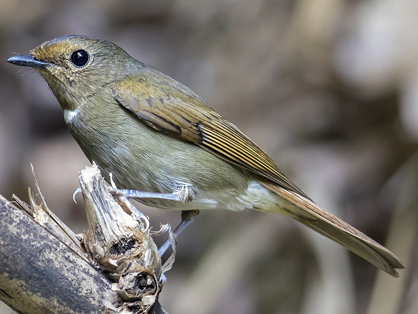 Rufous-bellied Niltava - eBird
