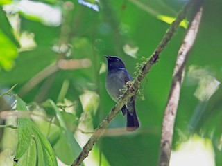 Small Niltava - eBird