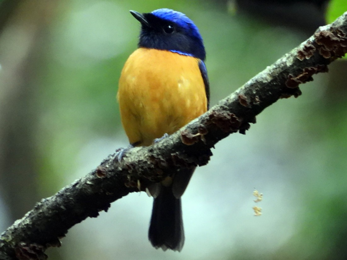Rufous-bellied Niltava - eBird