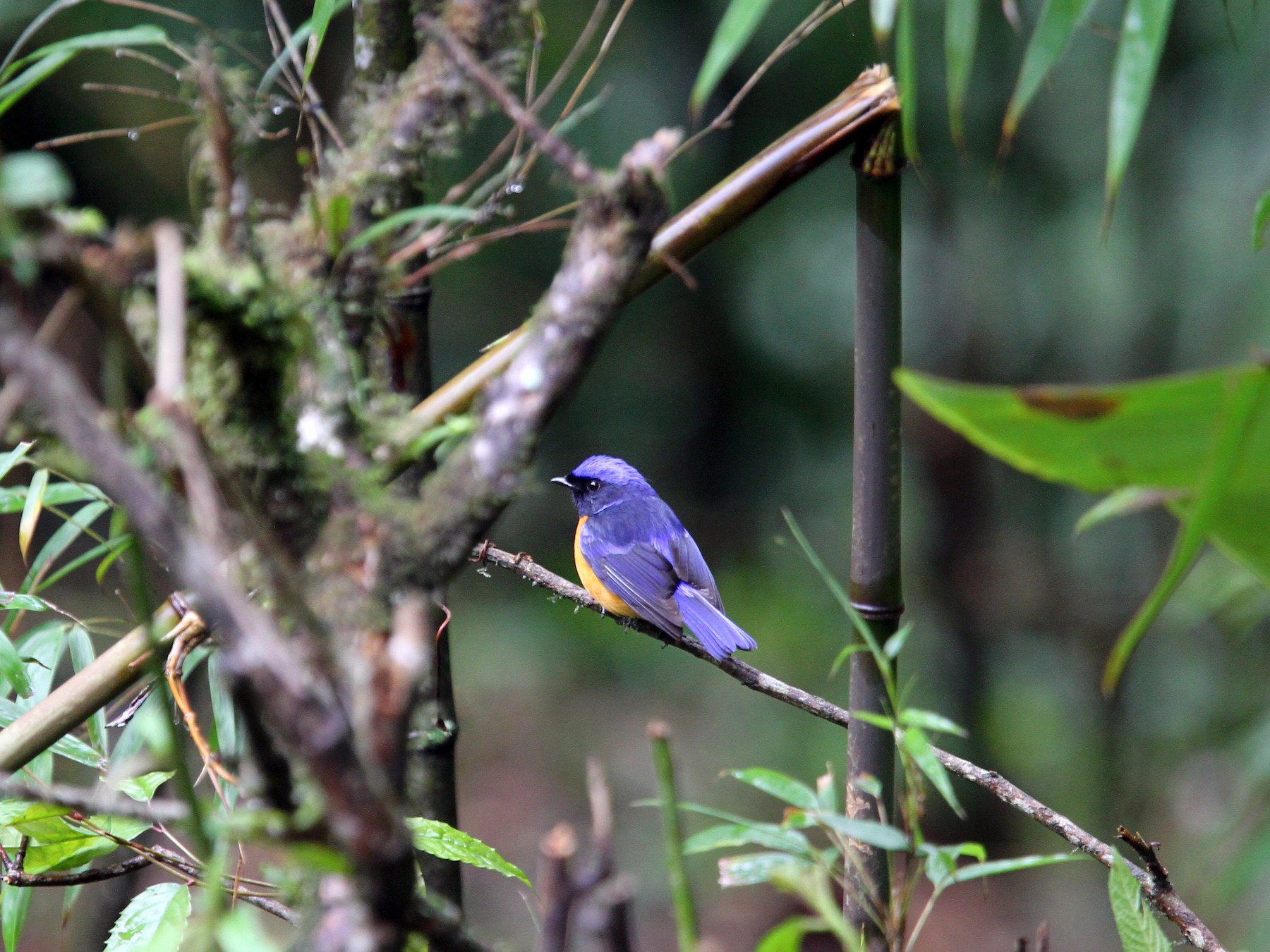 Rufous-bellied Niltava - eBird