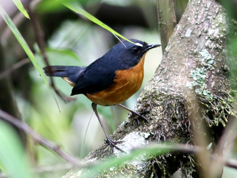 Rusty-bellied Shortwing - Brachypteryx hyperythra - Birds of the World