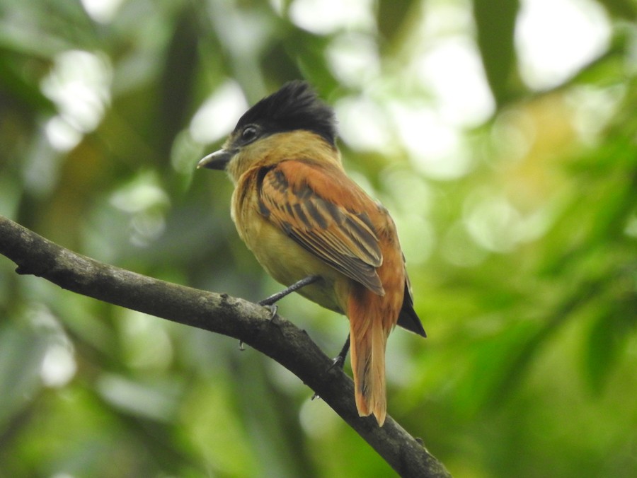 Grey-collared Becard (Eastern) - eBird
