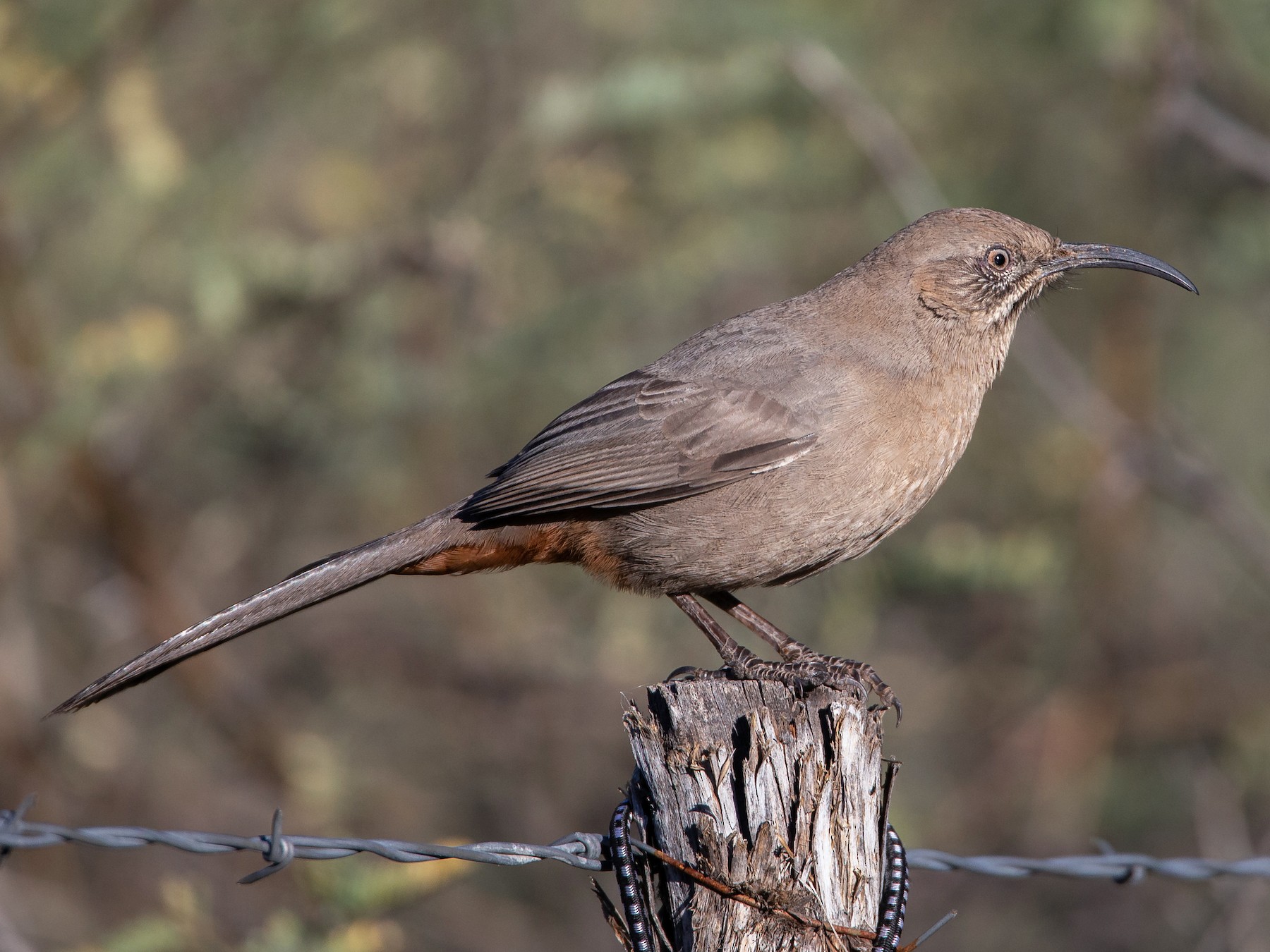 Crissal Thrasher - eBird