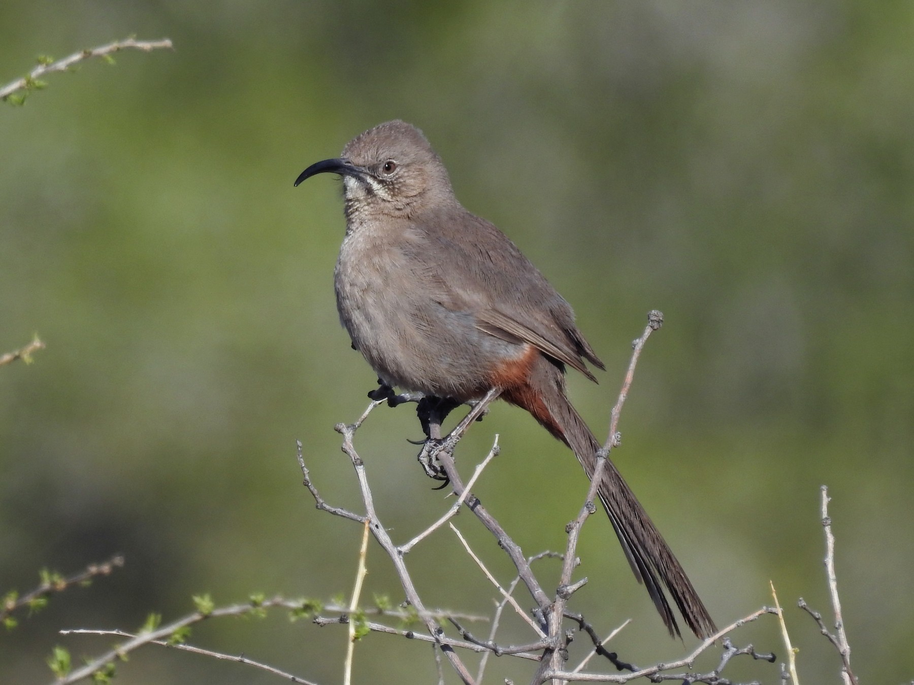 Crissal Thrasher - eBird