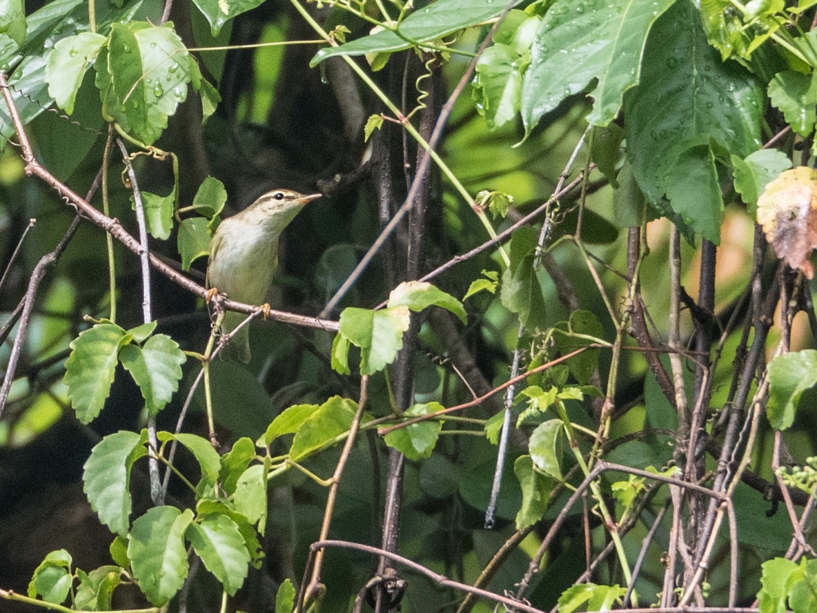 Kamchatka Leaf Warbler - eBird
