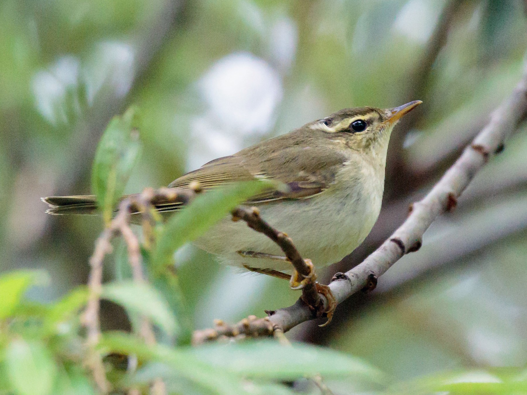 Kamchatka Leaf Warbler - eBird