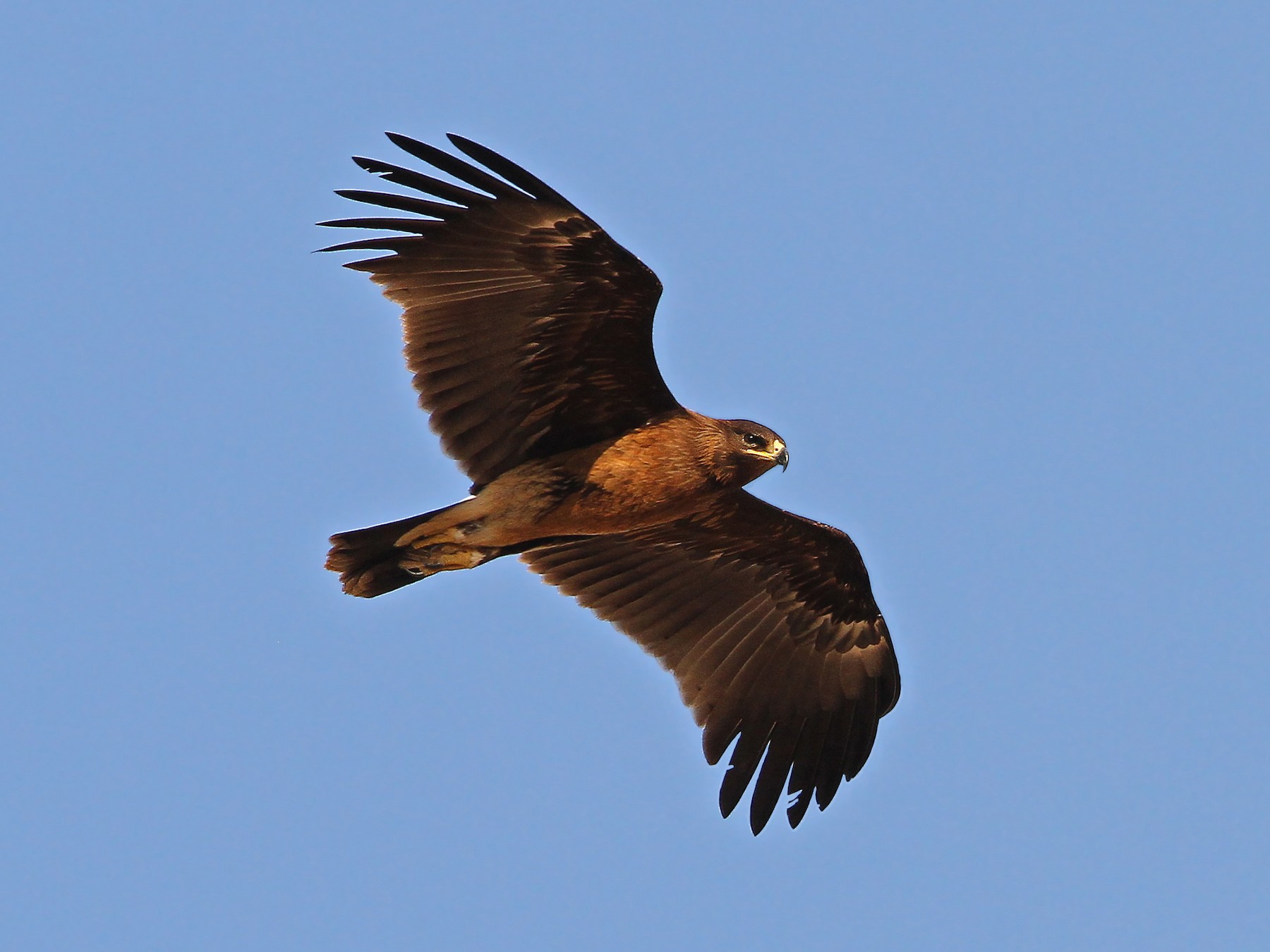 Greater Spotted Eagle