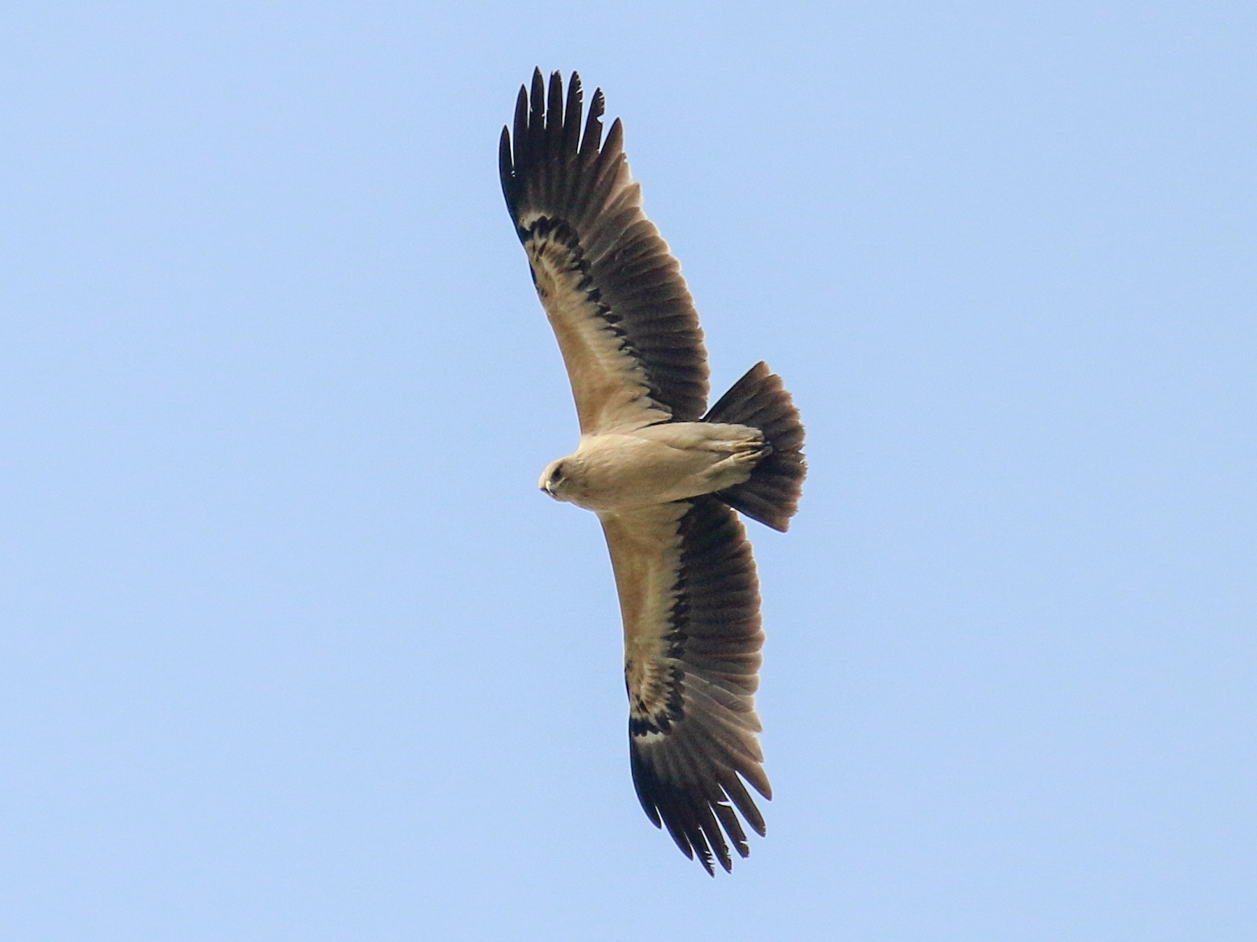 Greater Spotted Eagle - eBird