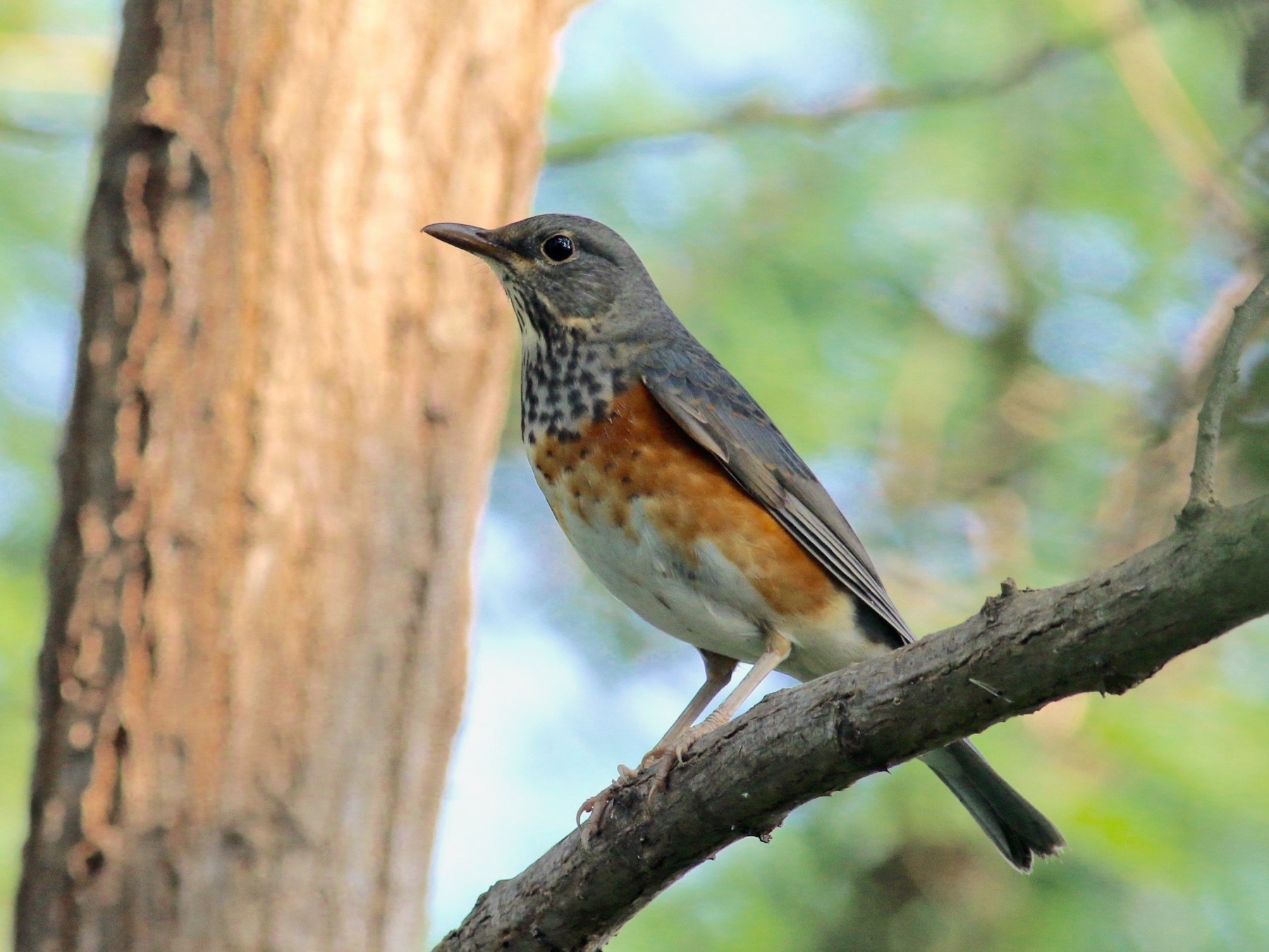 Gray-backed Thrush - eBird