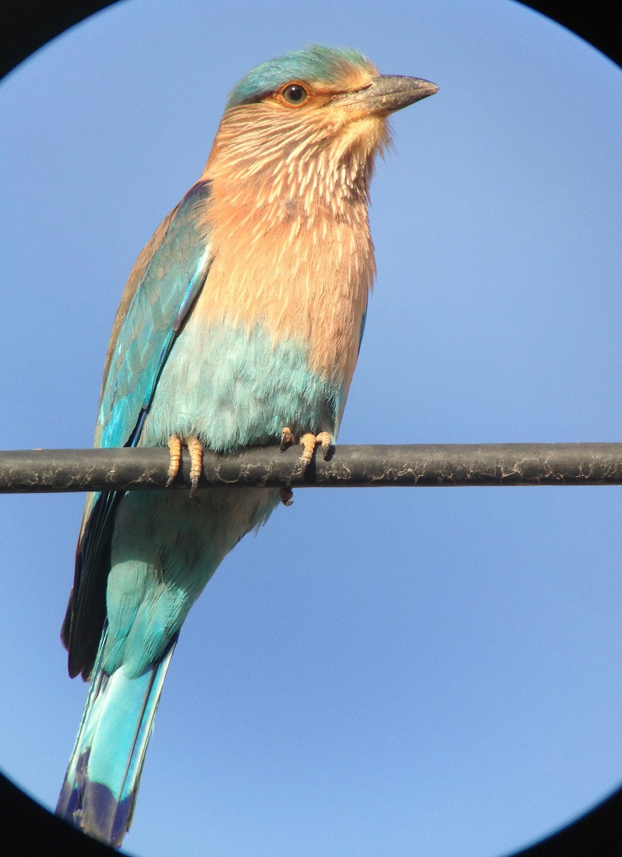 eBird Checklist - 16 Jan 2013 - Yiti - 13 species