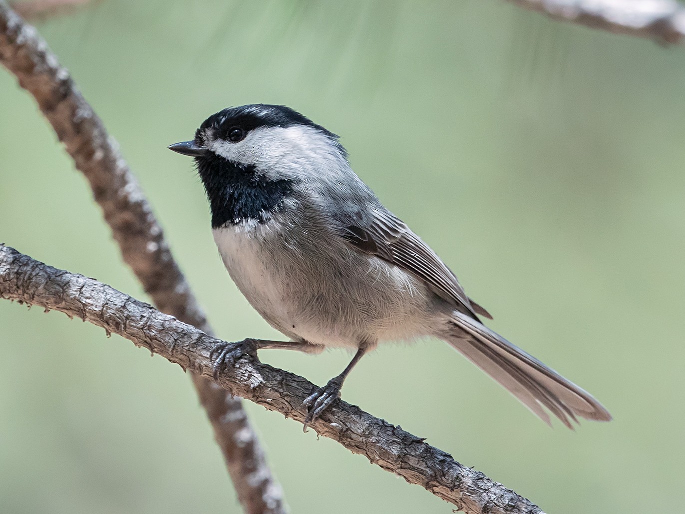 Mexican Chickadee - eBird