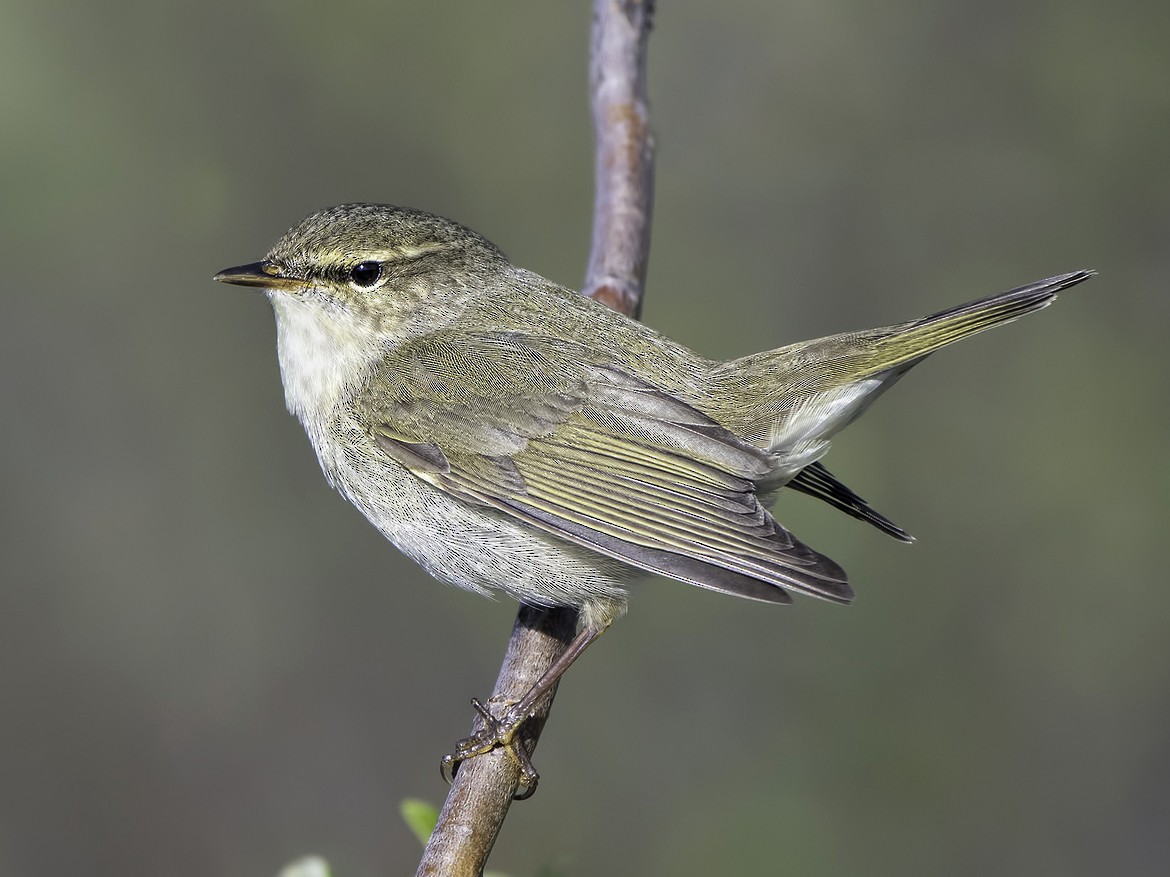 Arctic Warbler - eBird
