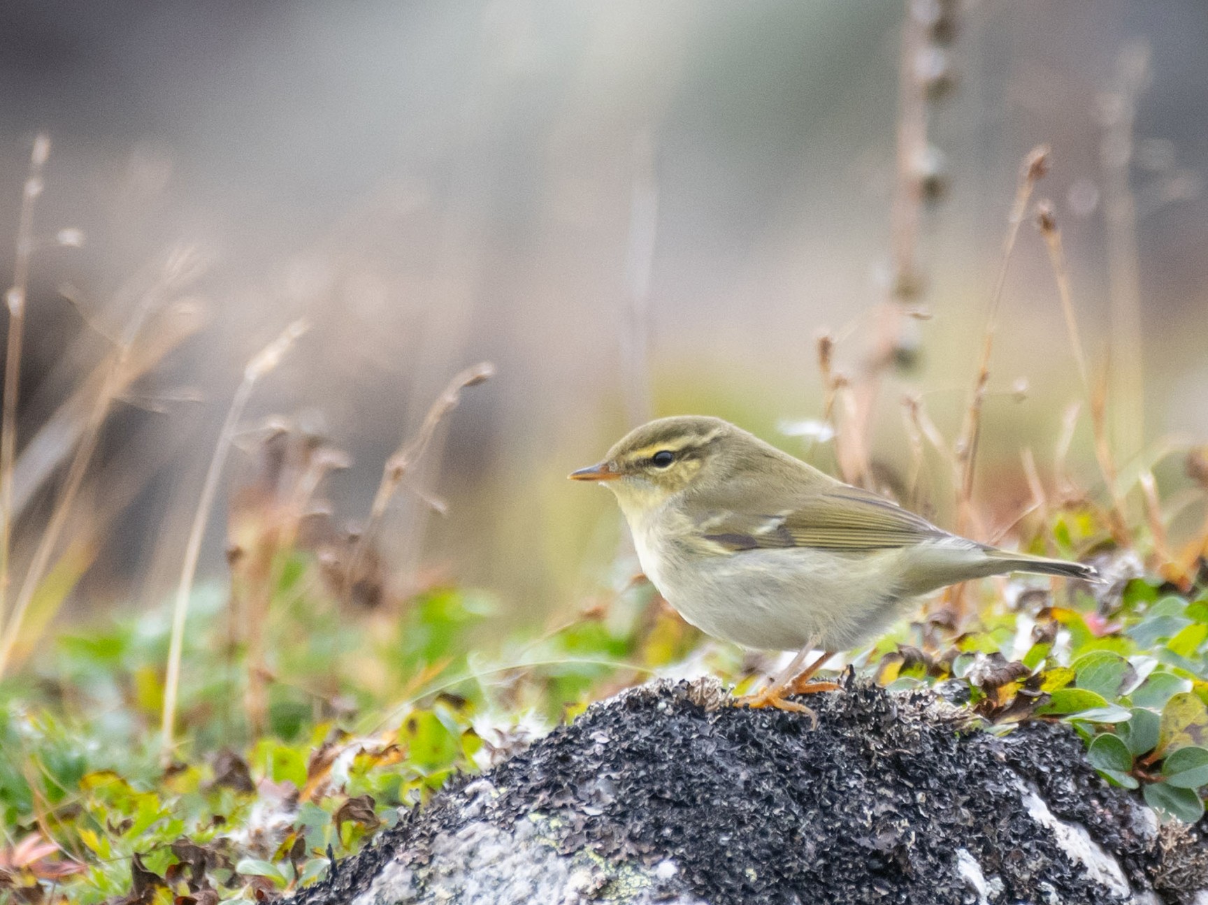 Arctic Warbler - eBird