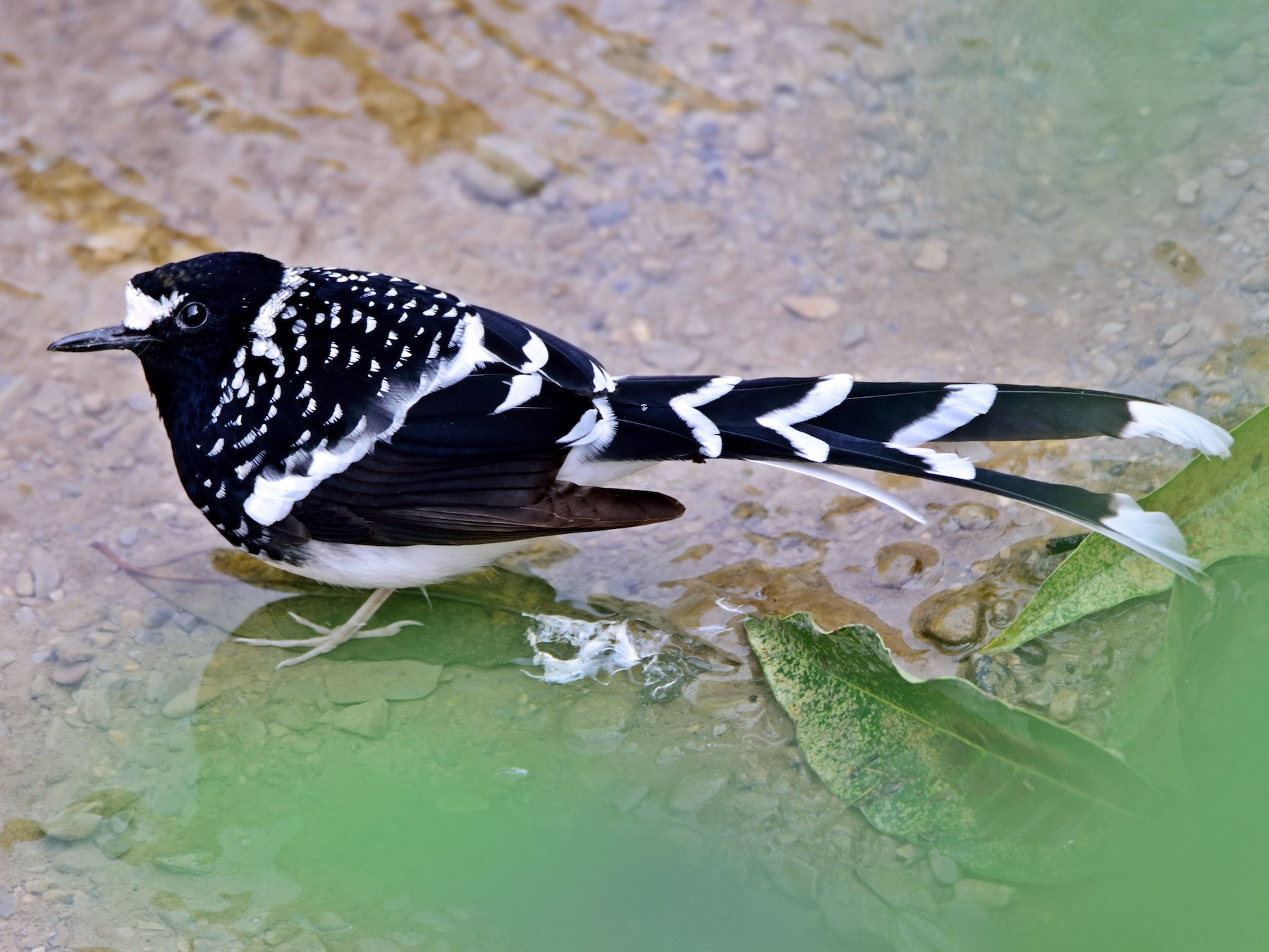 Spotted Forktail - eBird