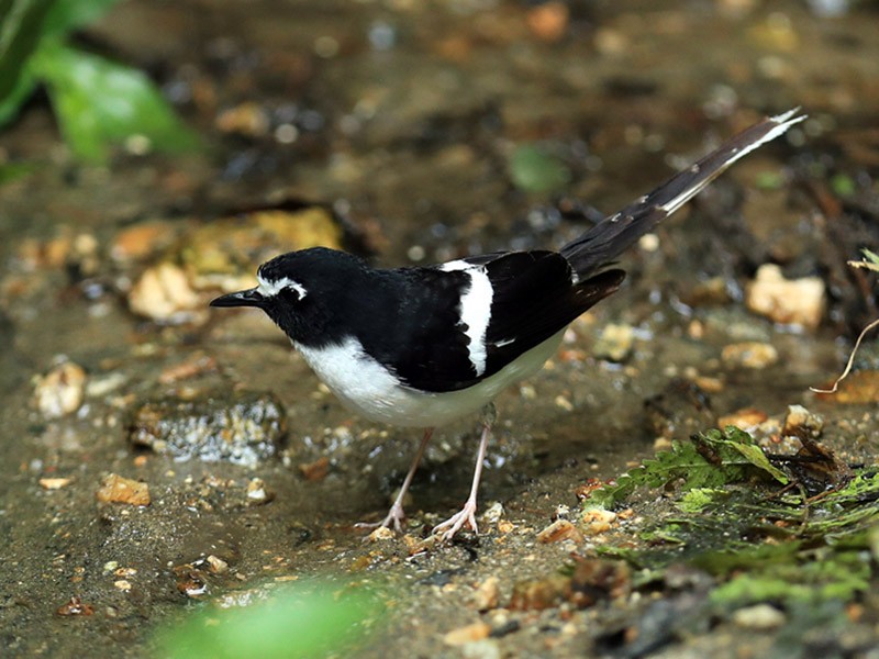 Black-backed Forktail - eBird