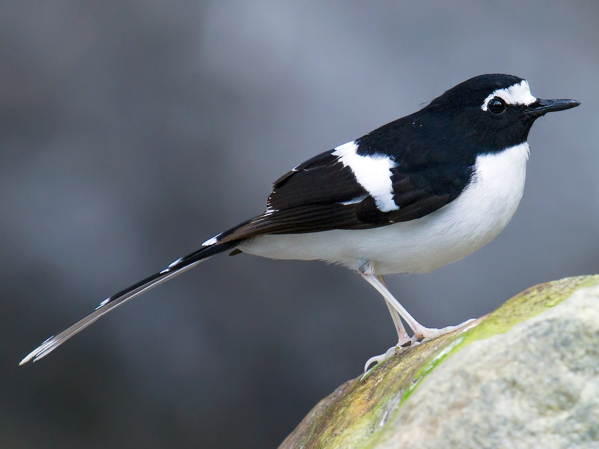 Black-backed Forktail - Enicurus immaculatus - Birds of the World