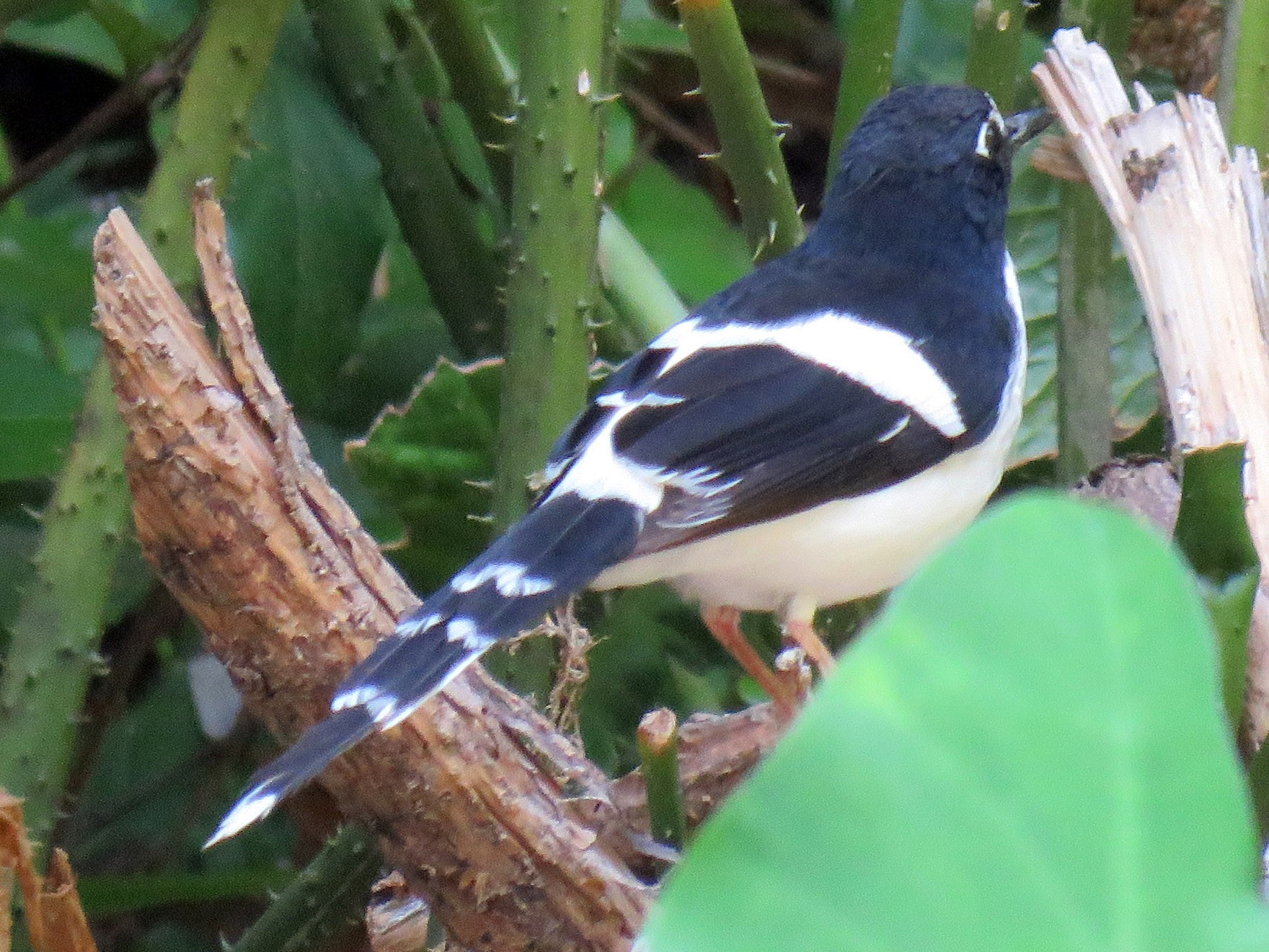 Black-backed Forktail - eBird