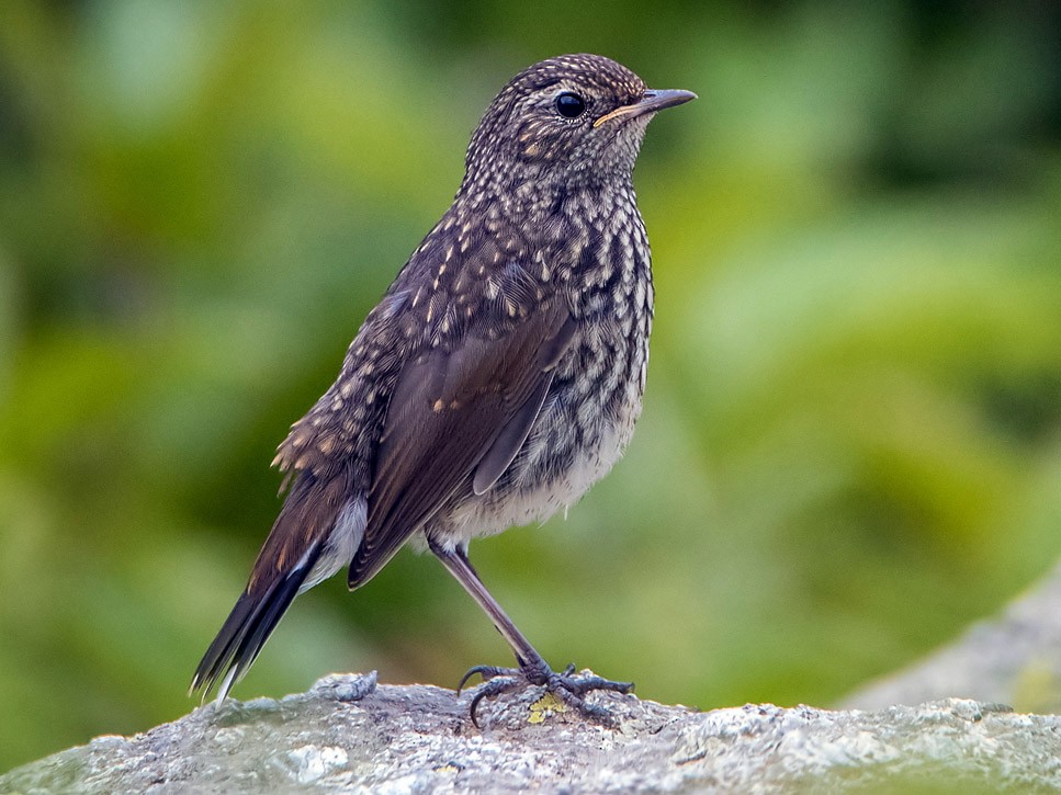 Himalayan Rubythroat - eBird
