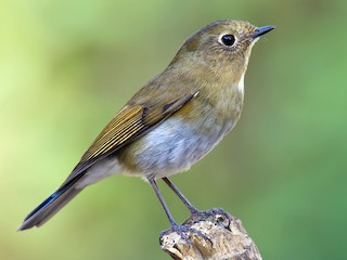 Himalayan Bluetail - eBird