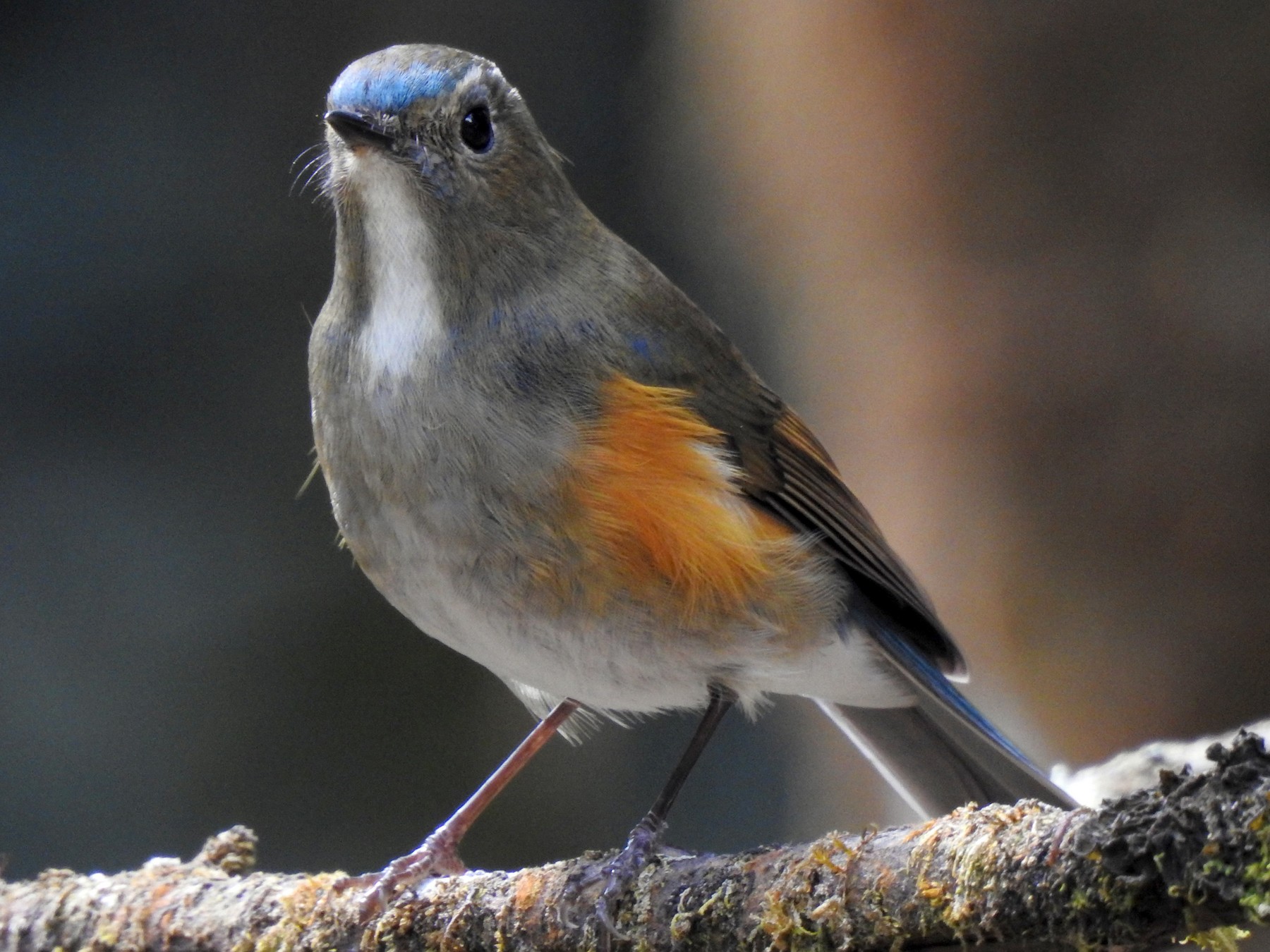 Himalayan Bluetail - eBird