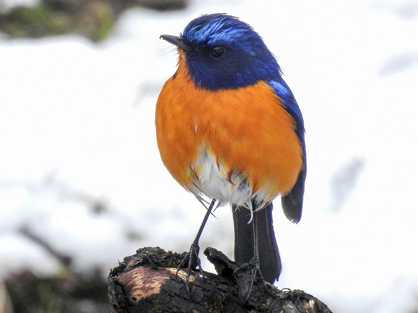 Rufous-breasted Bush-Robin - eBird