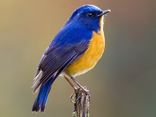 Rufous-breasted Bush-Robin - eBird