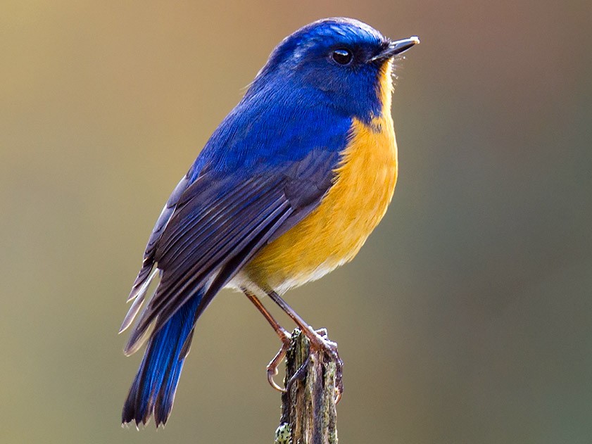 Rufous-breasted Bush-Robin - eBird