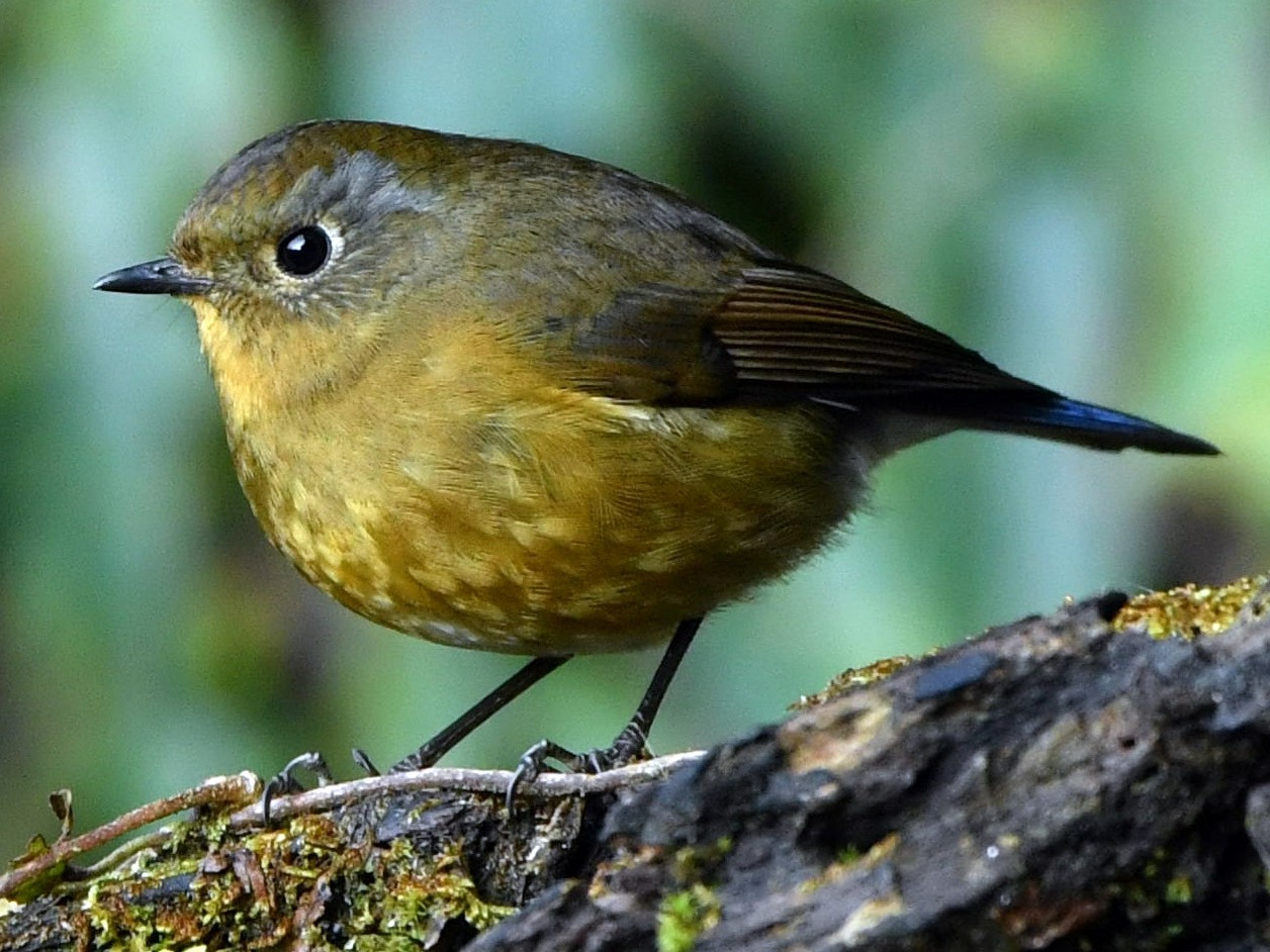 Rufous-breasted Bush-Robin - eBird