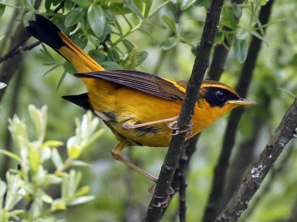 Golden Bush-Robin - eBird