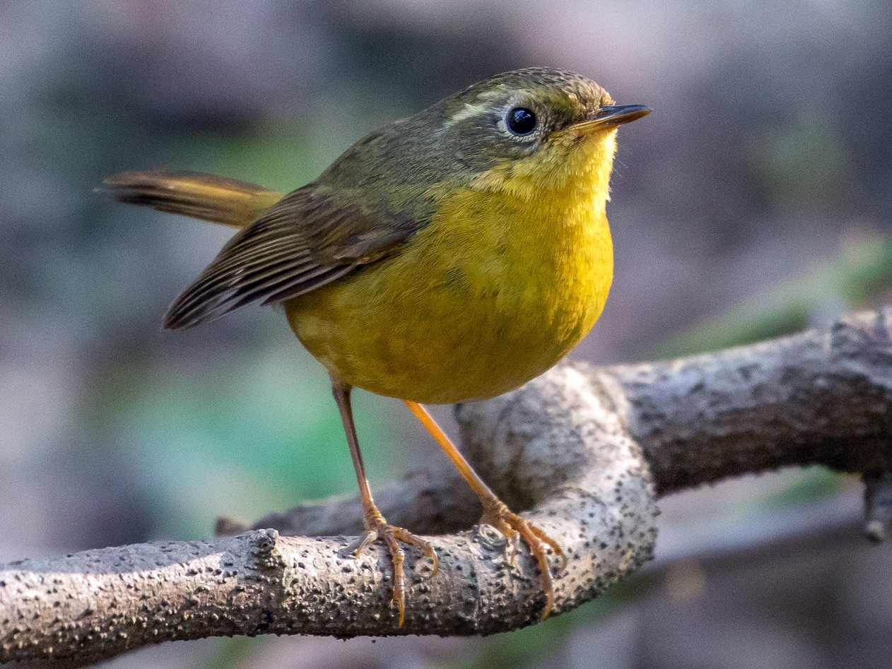 Golden Bush-Robin - eBird