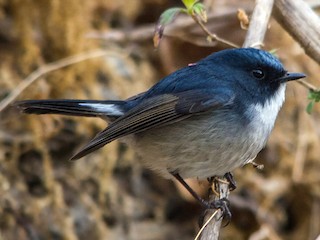 Slaty-blue Flycatcher - Ficedula tricolor - Birds of the World