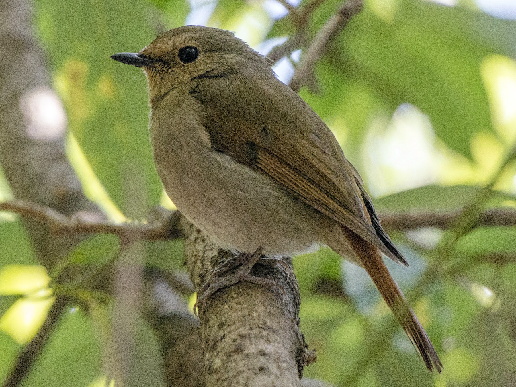 Slaty-blue Flycatcher - eBird