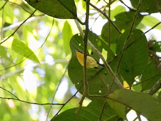 Pygmy Flycatcher - eBird