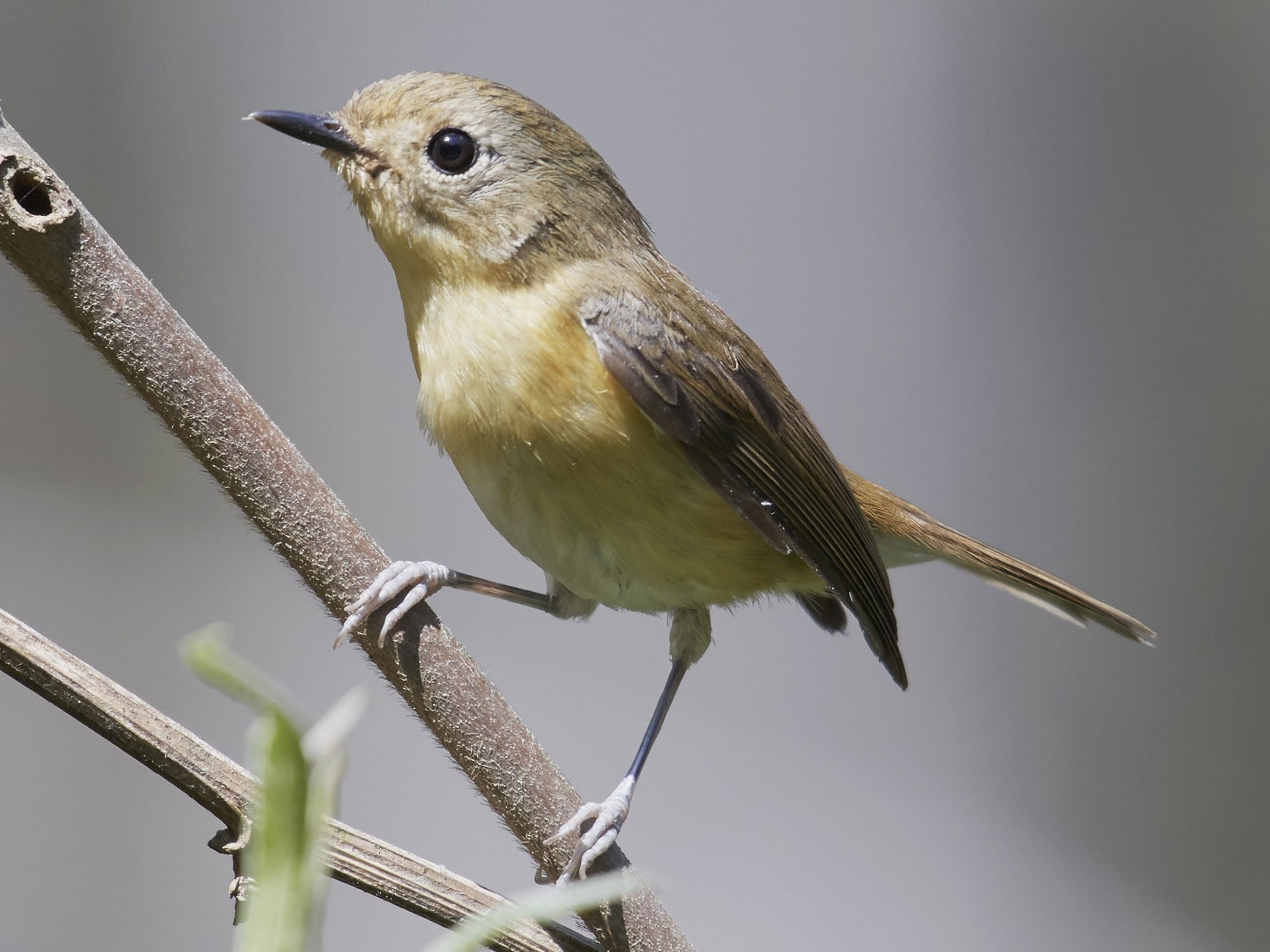 Pygmy Flycatcher - eBird