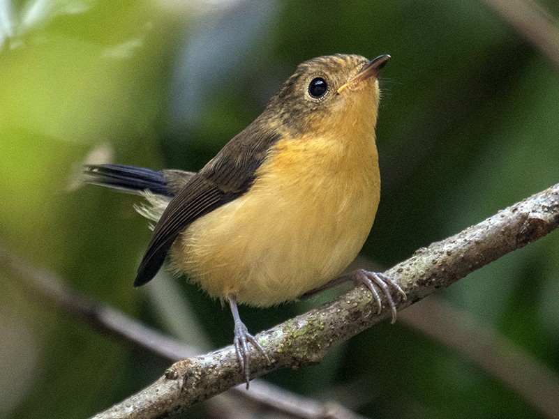 Pygmy Flycatcher - eBird