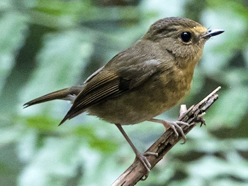 Pygmy Flycatcher - eBird