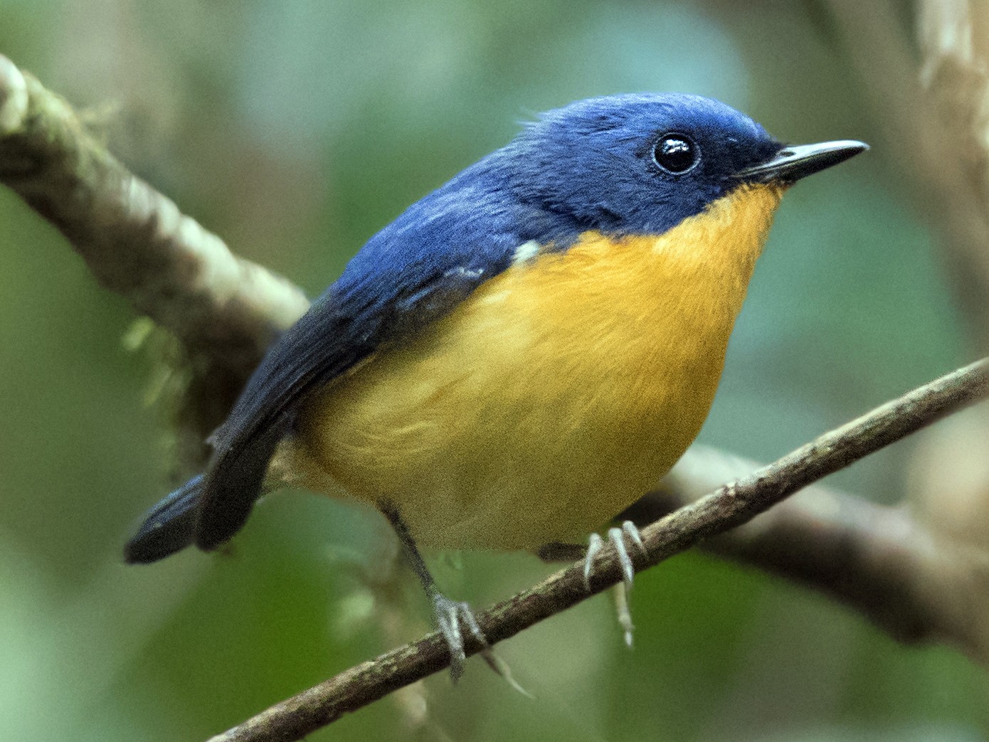 Pygmy Flycatcher - eBird